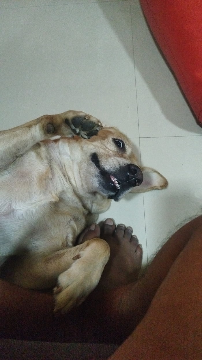 Happy Caesar (Good Boy) - 9GAG