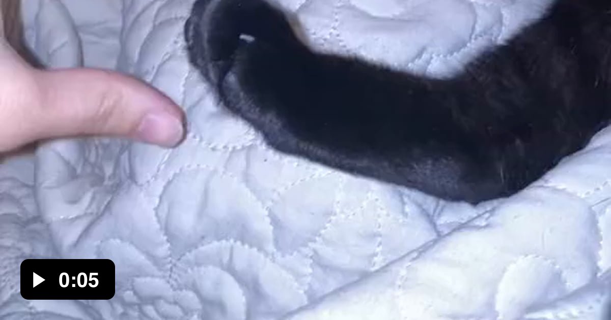 Please do not the cat. - 9GAG