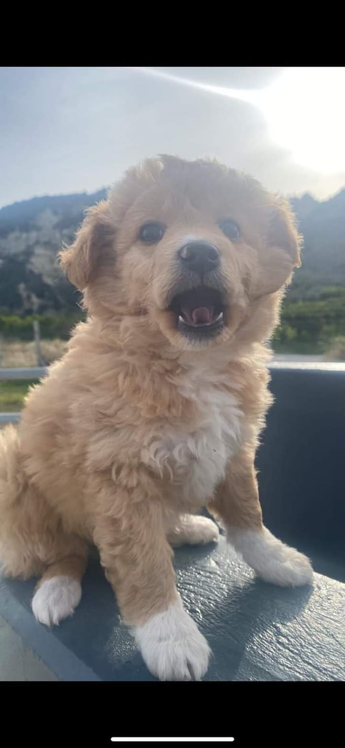 Cute puppy - 9GAG