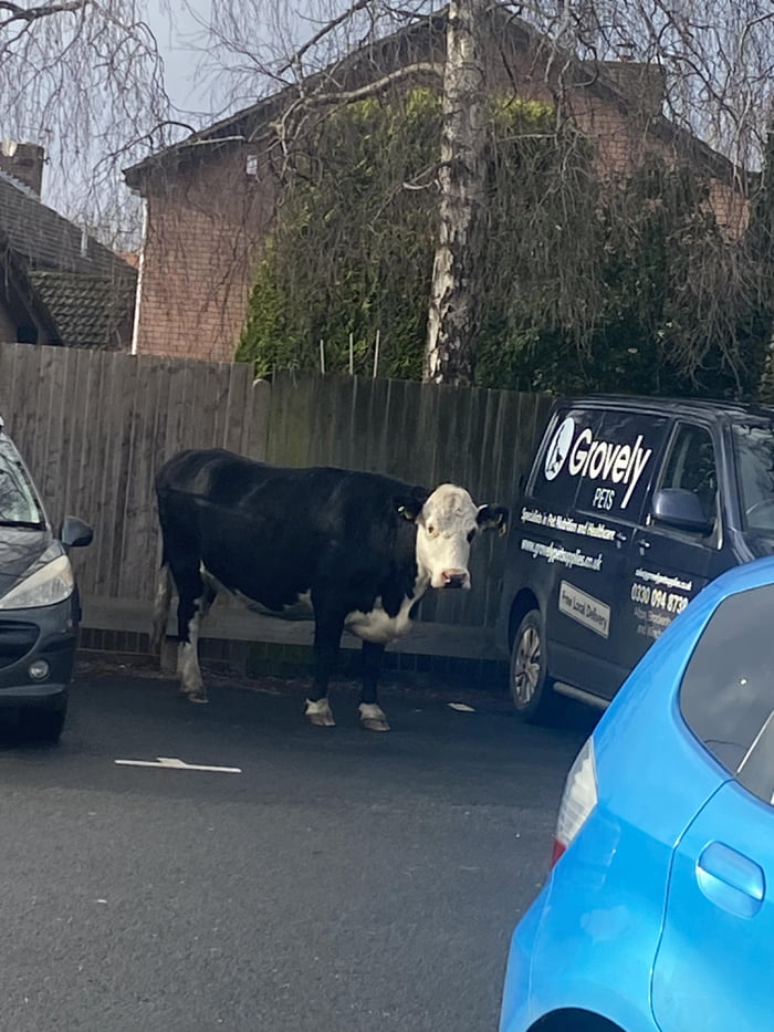 Do you even park your cow , bro ? - 9GAG