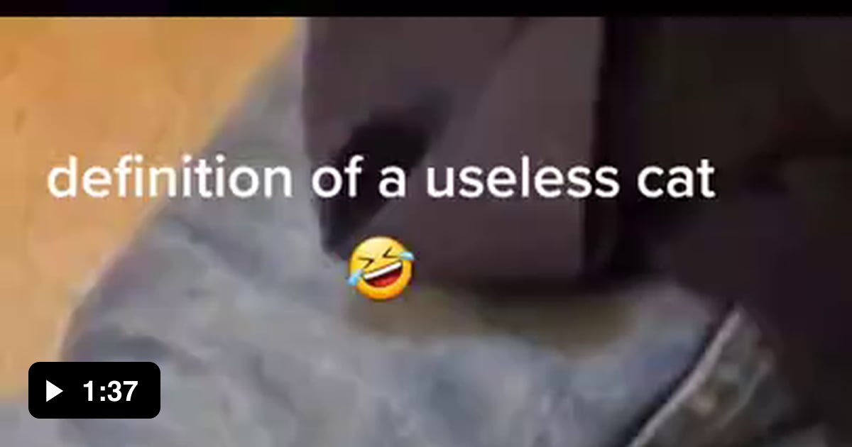 Definition of a useless cat - 9GAG