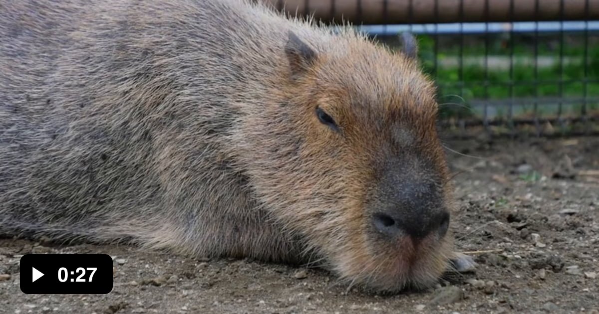 So this is what a capybara sounds like. - 9GAG
