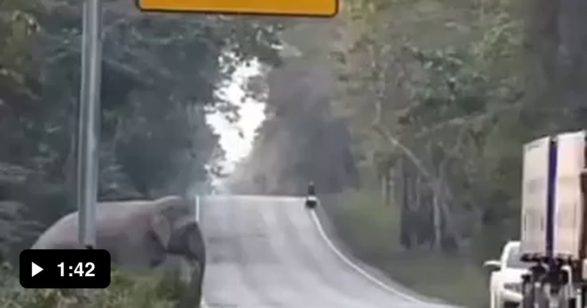 Elephants in Cambodia have learned to exploit their right of way and ...