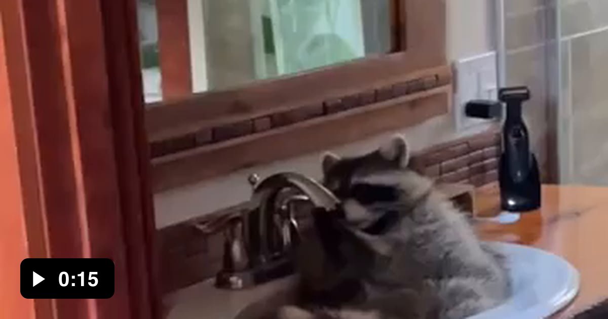 The day raccoons discovered baths - 9GAG
