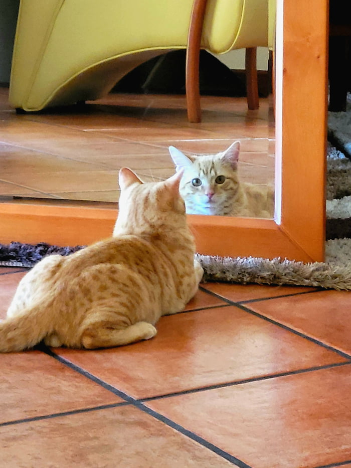 Since cat presentations are still going, here's mine: Simba. He's an ...