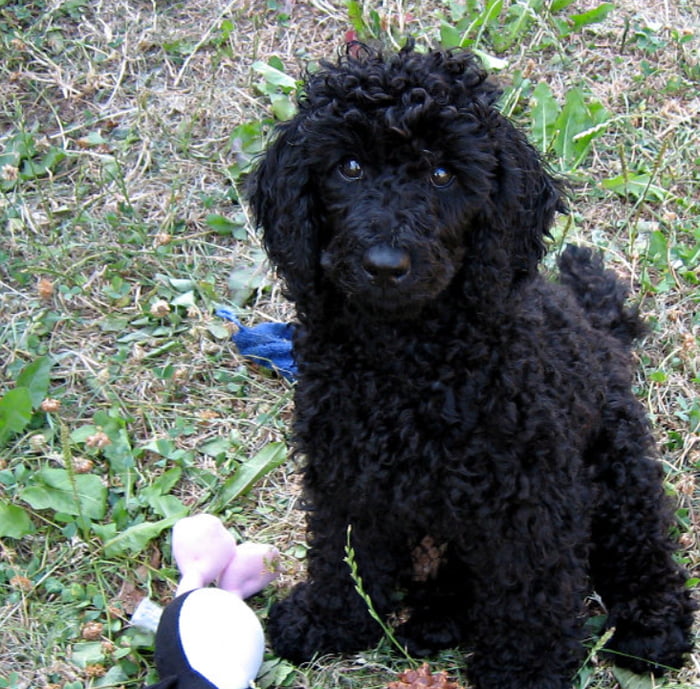 Just a cute dog - 9GAG