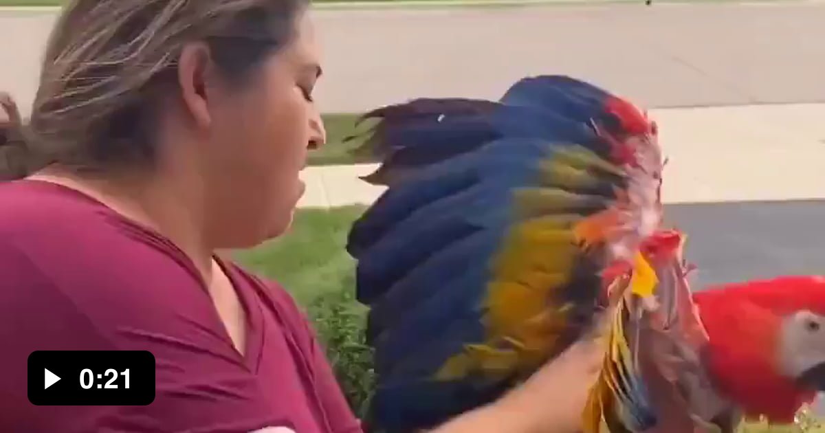 The parrot cannot fly and the woman makes him fly every day so that he can feel that he can fly ...