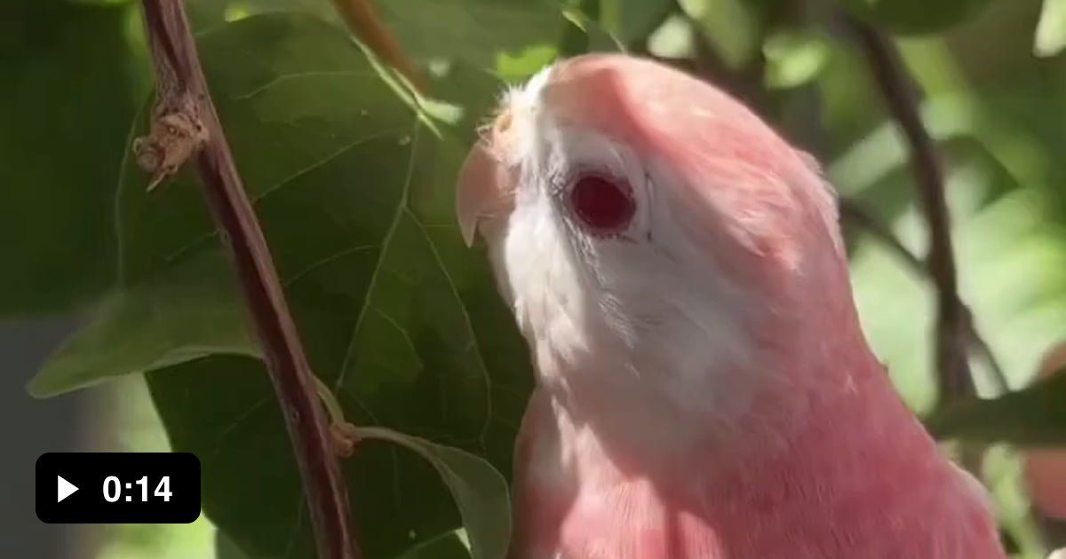 Pretty in Pink - 9GAG