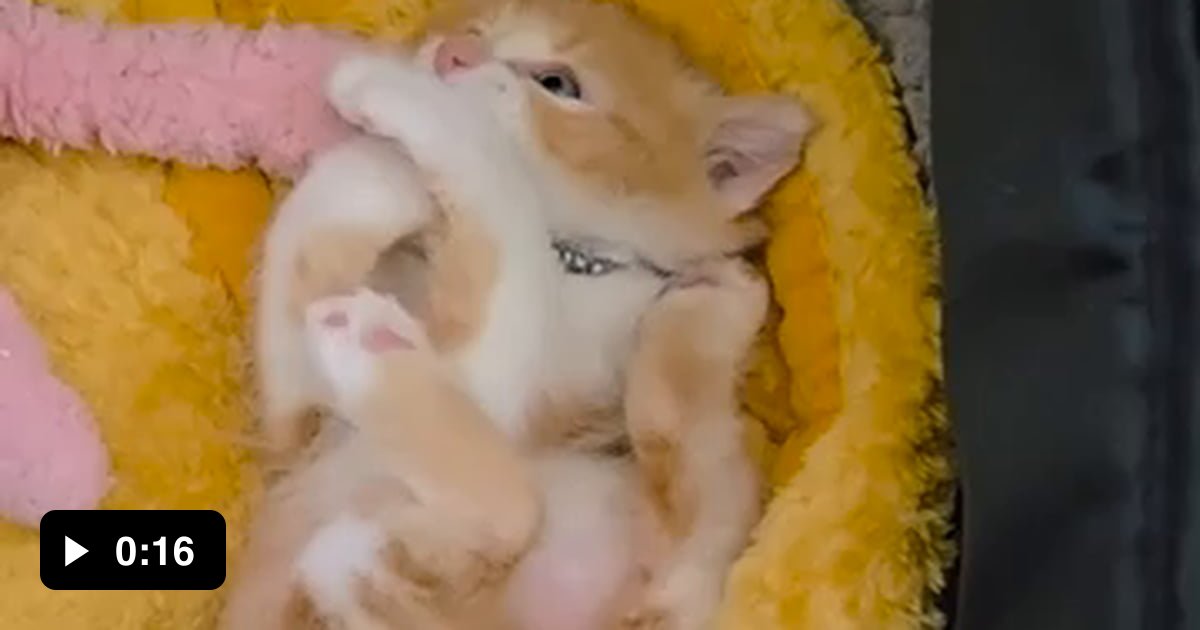 Smol orange behavior - 9GAG