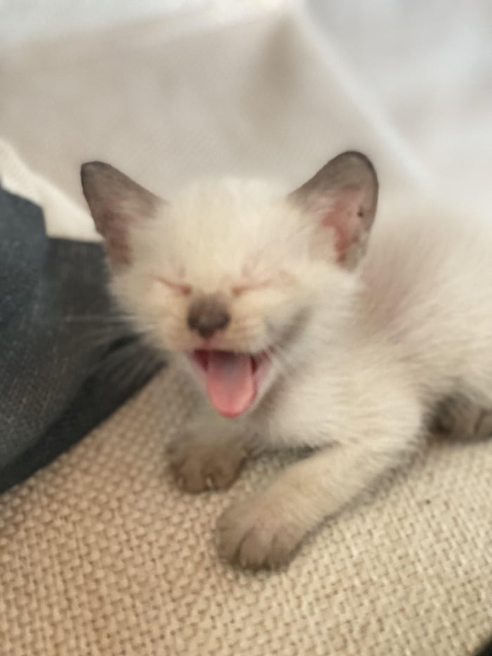 Goodmorning from this kitten - 9GAG