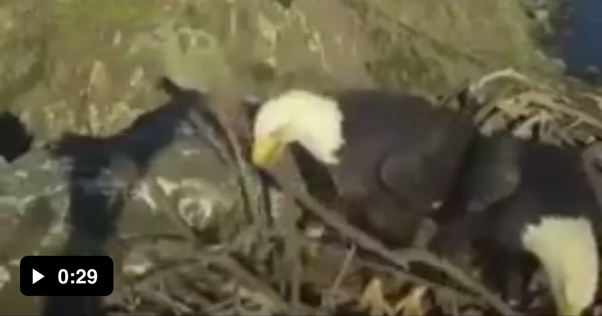 Bald eagle couple arguing on nest - 9GAG