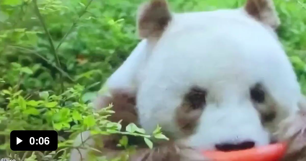 This is Qizai, the only known brown panda in the world. In total there ...