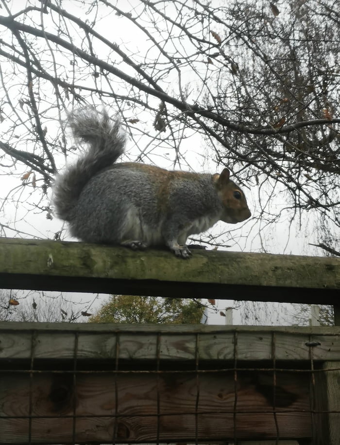 Of a squirrel - 9GAG