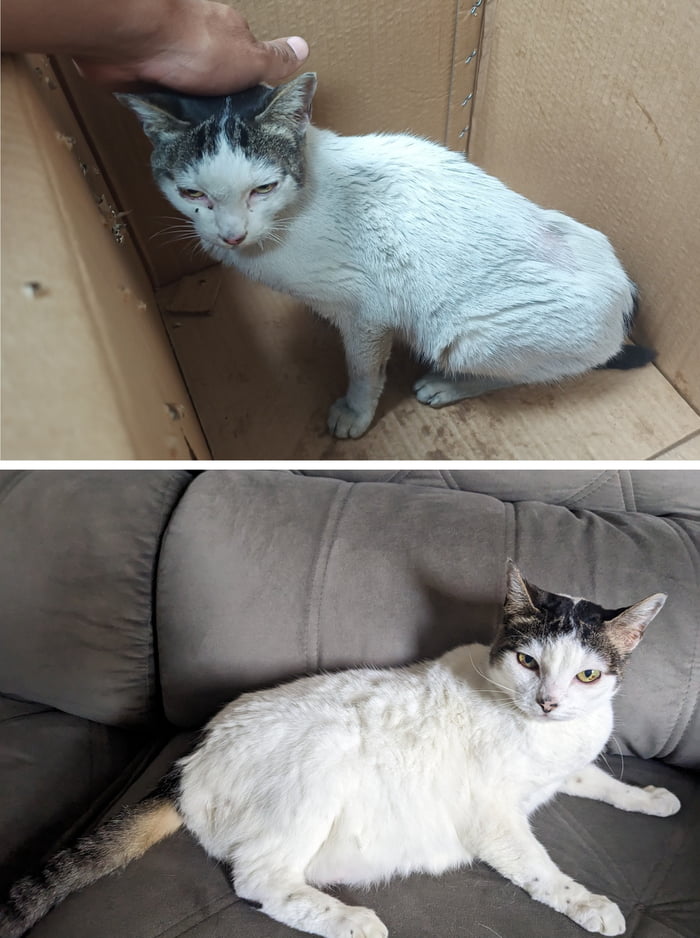 Do you guys remember Pandora? The cat I rescued almost one year ago ...