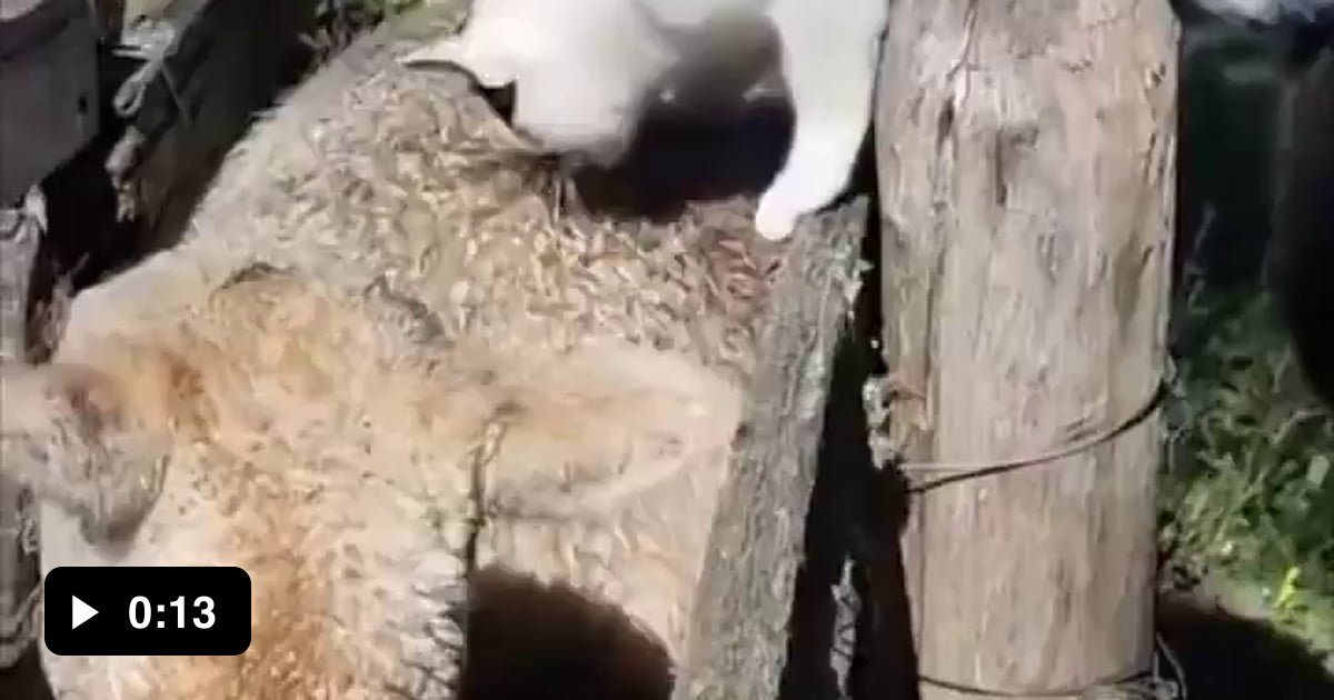 Counting the sheep.. 😅 - 9GAG