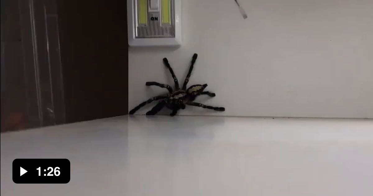 What a spider - 9GAG