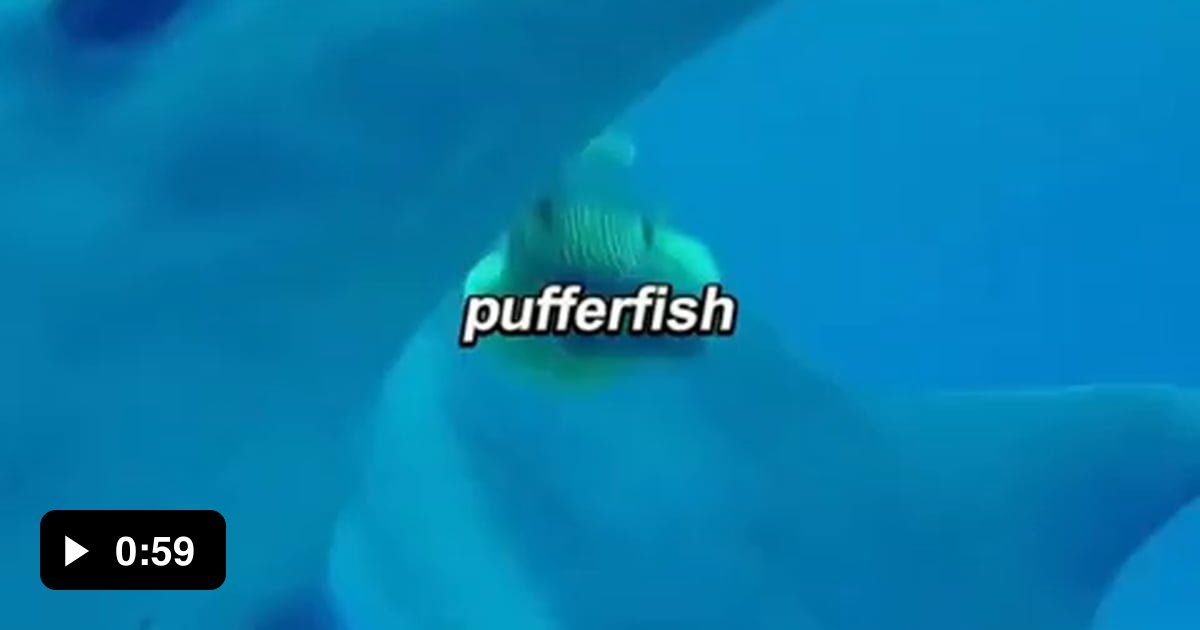 Dolphins playing pass the poisonous puffer fish. - 9GAG