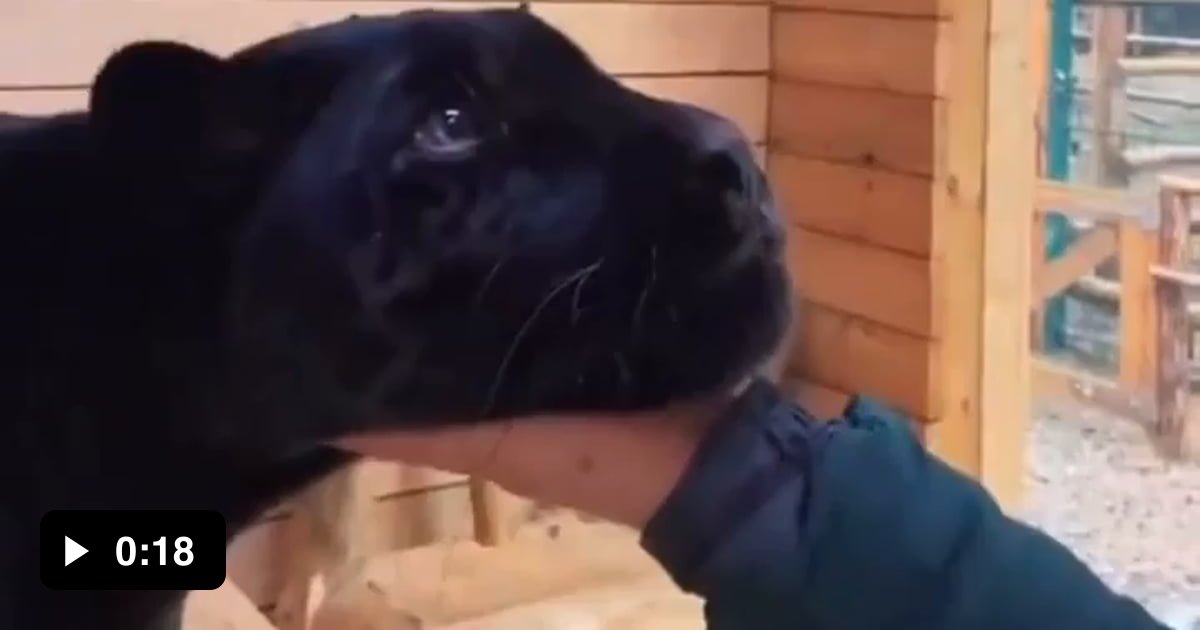 He doesn't bite🐾 - 9GAG