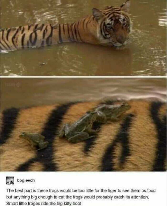 Tiger frogs - 9GAG
