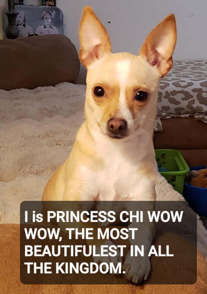 Princess Chi Wow Wow - 9GAG