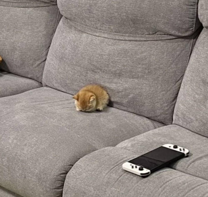 Kitten.exe has stopped responding. 😴 - 9GAG