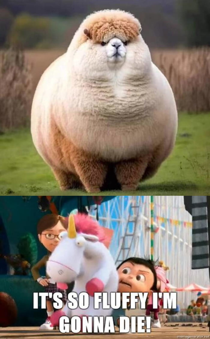 King of the Fluff. - 9GAG