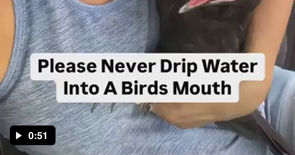Never drip water in a birds mouth - 9GAG