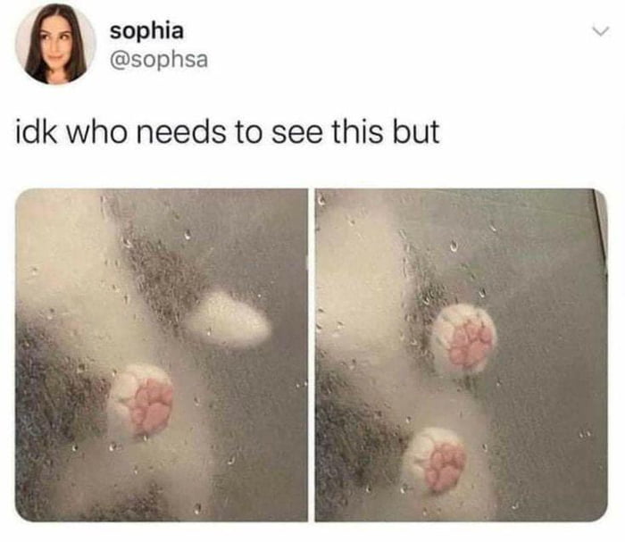 Kitty beans - 9GAG