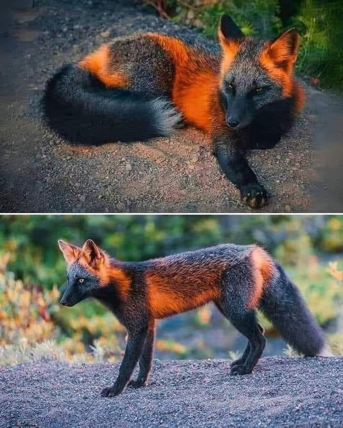 Melanistic Fox - 9GAG