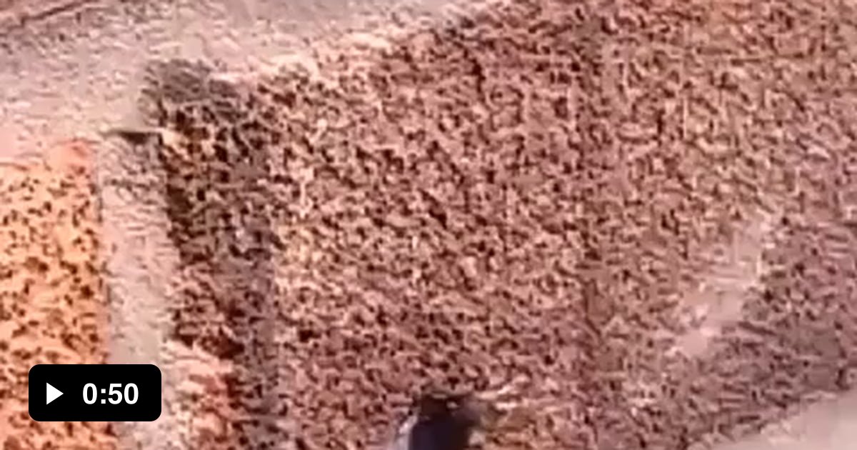 Strength of a Bee - 9GAG