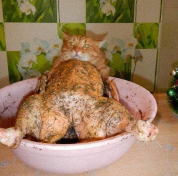 A delicious roast cat for the holidays! - 9GAG