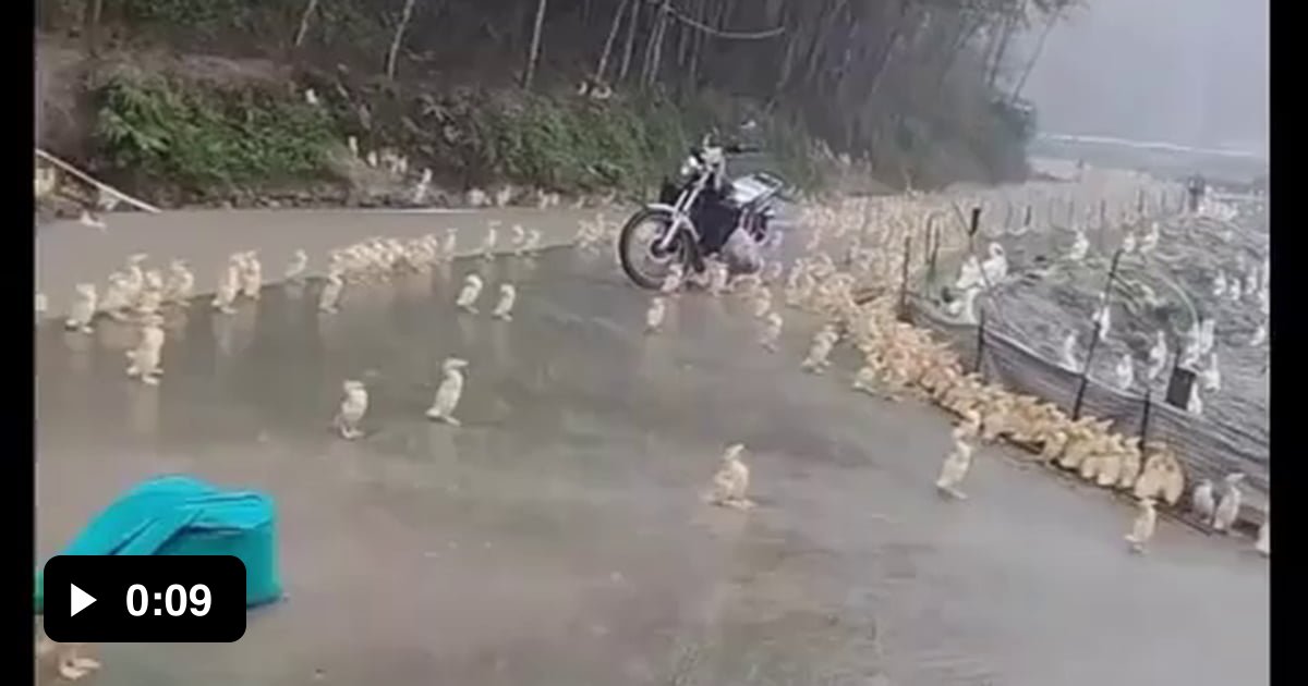 A survival strategy; Duck standing still in rain - 9GAG