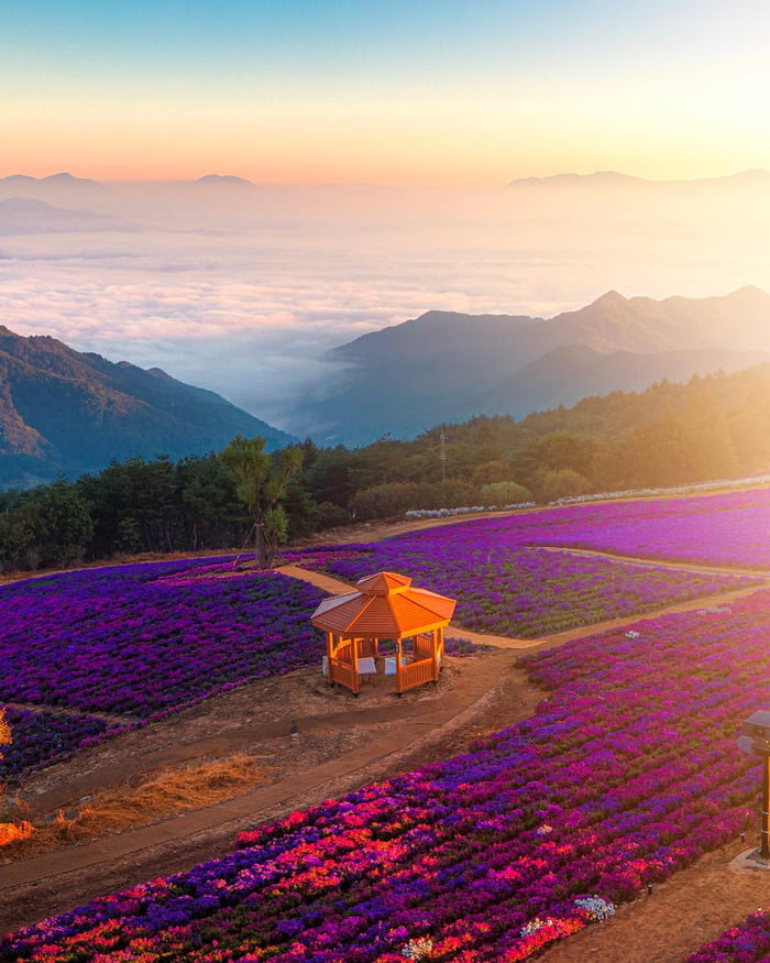 Field of New York asters on Mt Gamak overlooking a sea of clouds ...