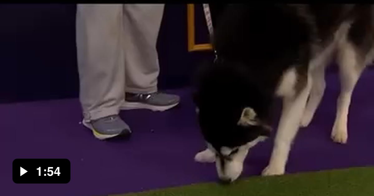 Not bad for a husky - 9GAG