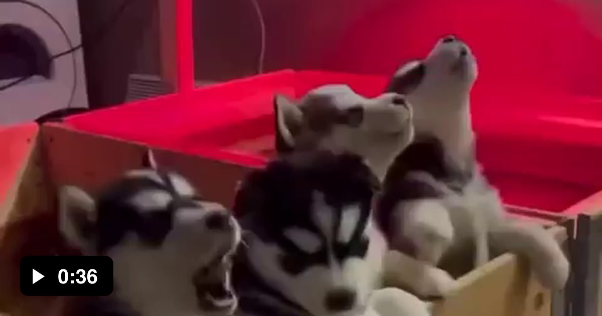 Mama husky and puppies howling - 9GAG