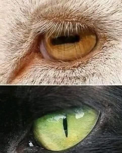 A horizontal line in the eye indicates that the animal is a herbivore ...