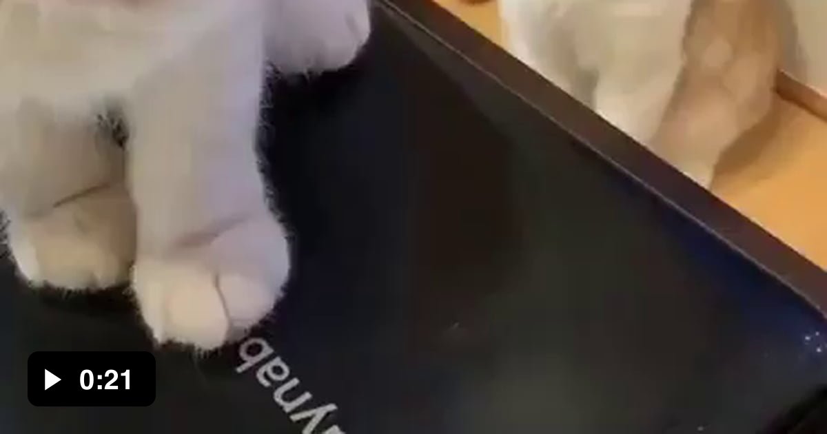 Fluffy, annoying killer - 9GAG