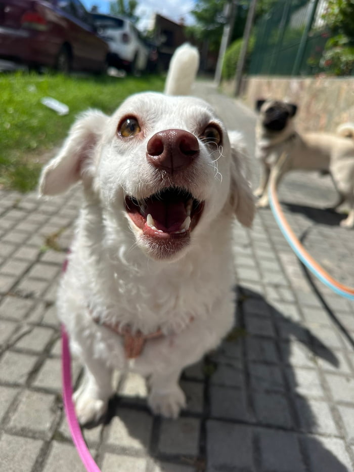 My dog wishes you a nice day! - 9GAG