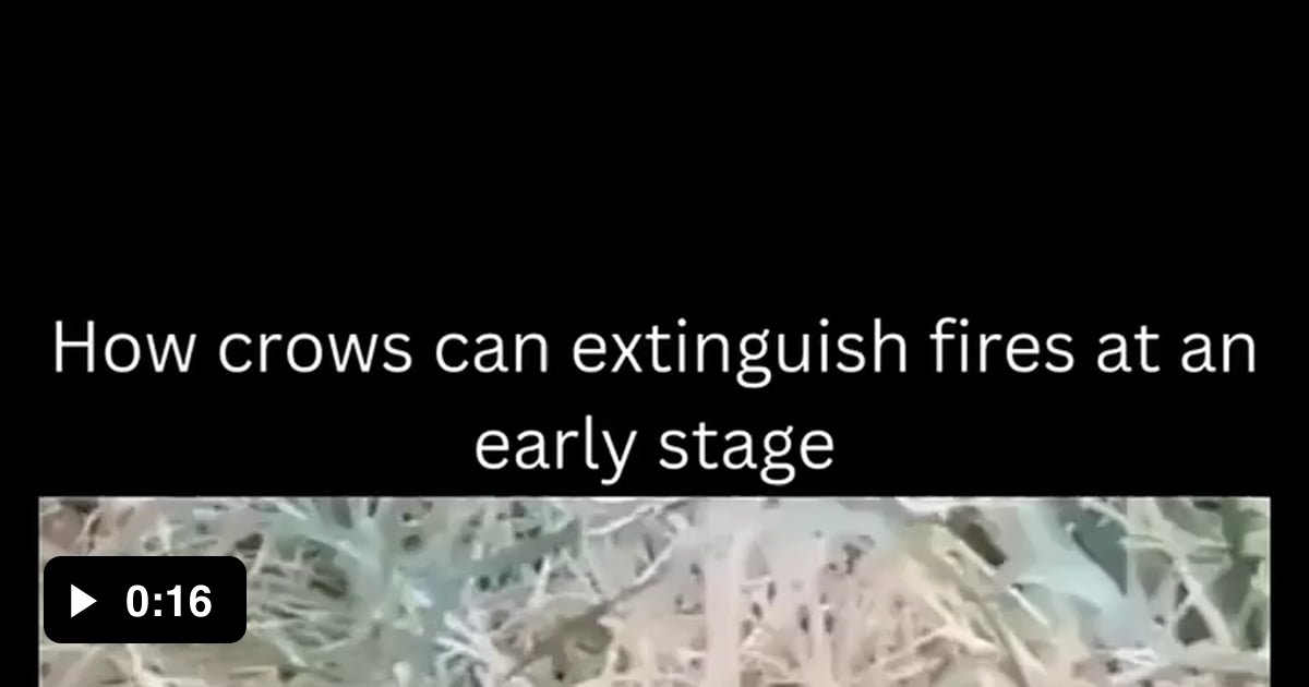 These crows can work in the fire department. - 9GAG