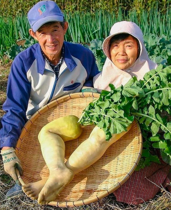 Farmers Grow Radishes Shaped Like Their Own Legs Using Silicone Molds ...