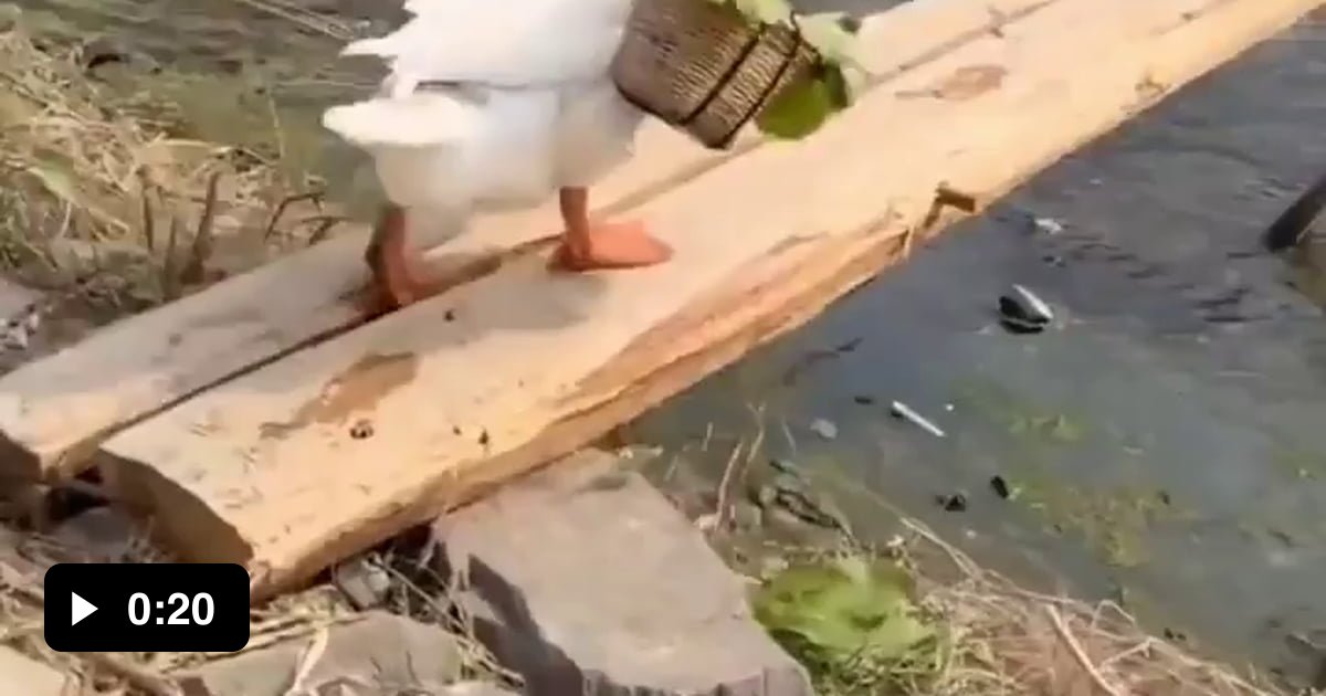 Goose helping its owner with everyday tasks. - 9GAG