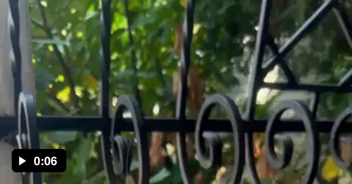 OC Mister Finn say hi! - 9GAG