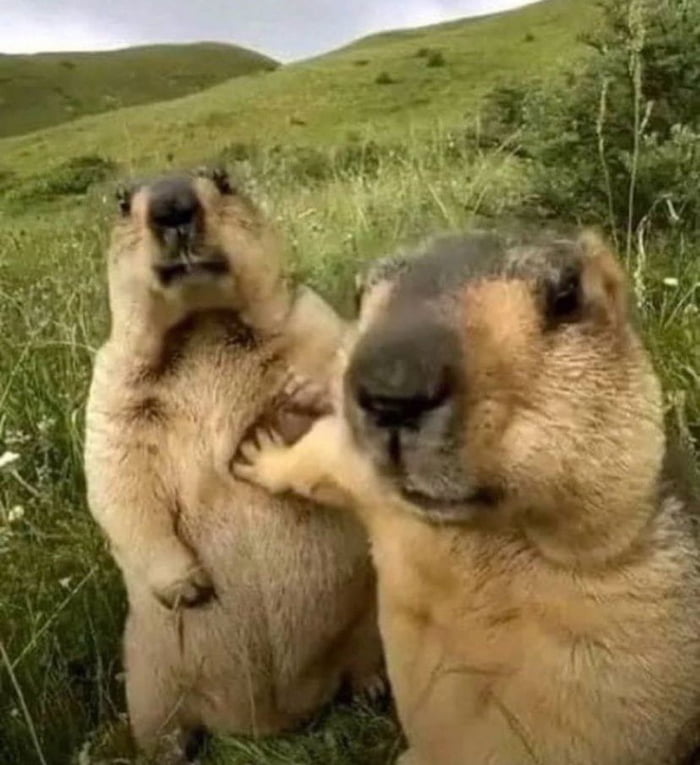 Hold up, what is the whack a mole shit you are taking about - 9GAG