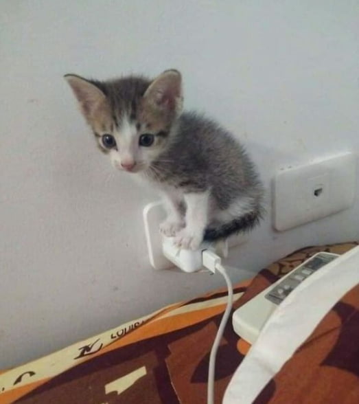 He's tiny enough to fit in here - 9GAG