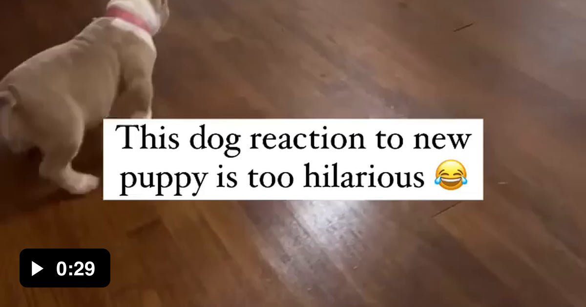 Dogs reaction to arrival of new puppy - 9GAG