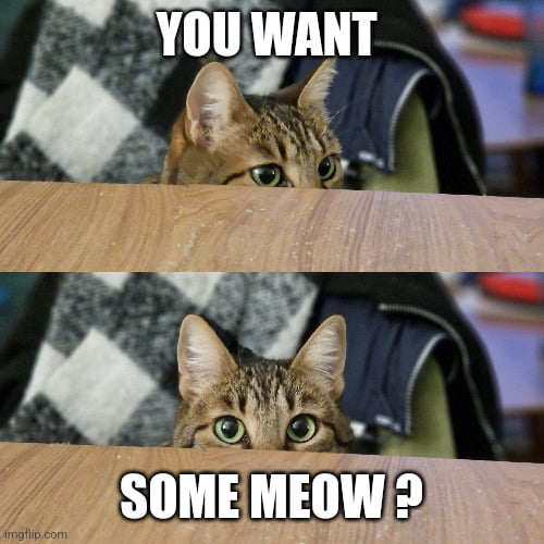 It's time for some cat meme i guess - 9GAG