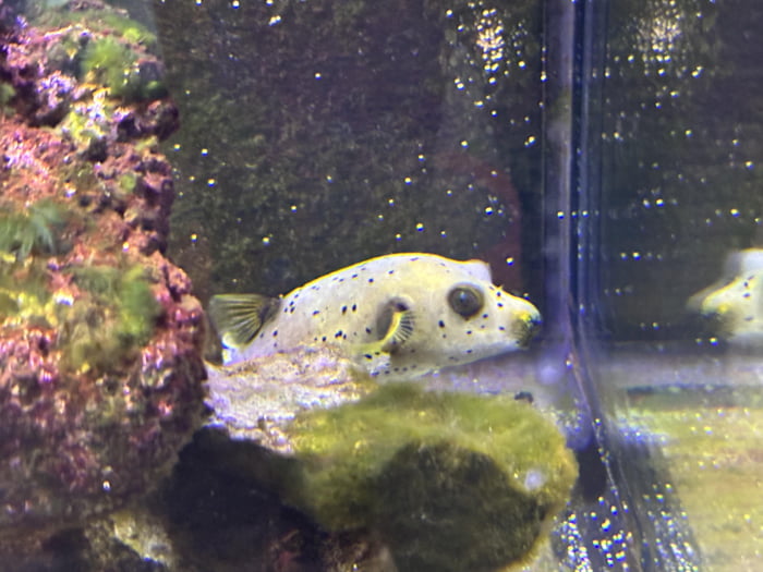 Chihuahua fish! - 9GAG