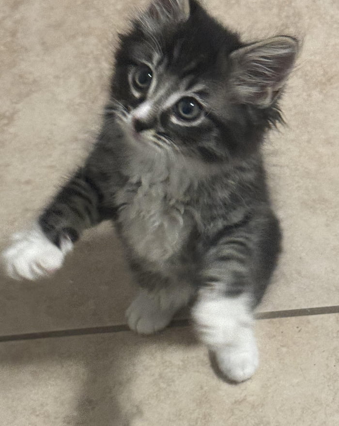 He is a smol and bitey boi. - 9GAG