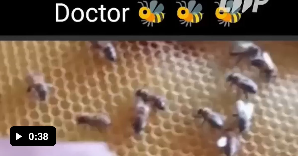 Bee's gathering to cure sick queen bee. 👑 🐝 - 9GAG