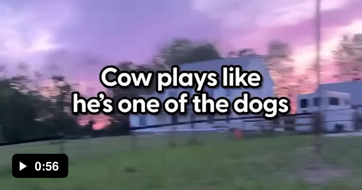 Cow dog…. - 9GAG